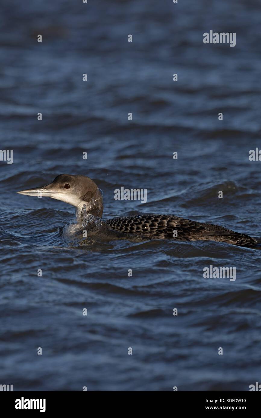 Great Northern Diver (Gavia imme) Norfolk January 2026 Stock Photo - Alamy