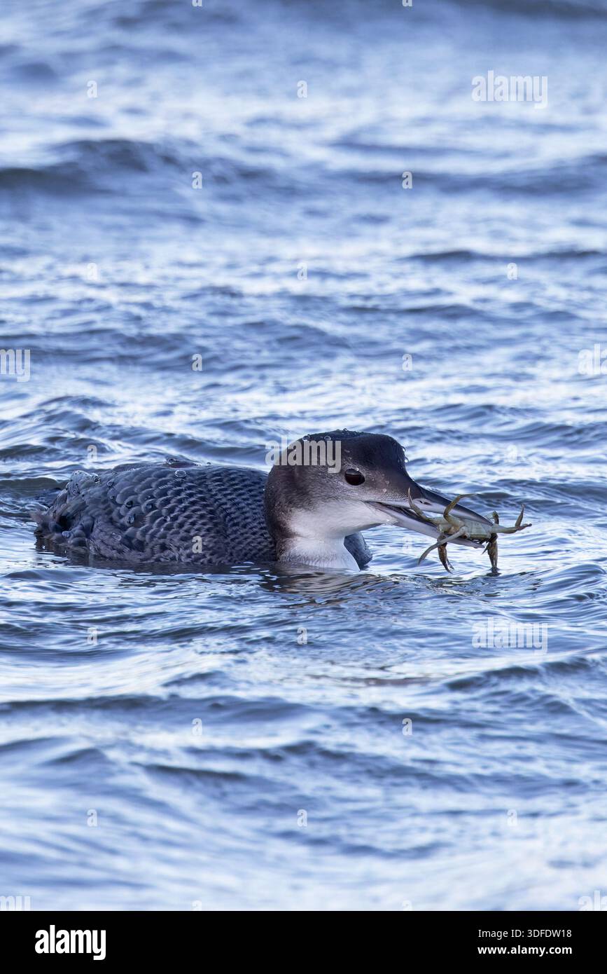Great Northern Diver (Gavia imme) juvenile fishing for Common Shore ...