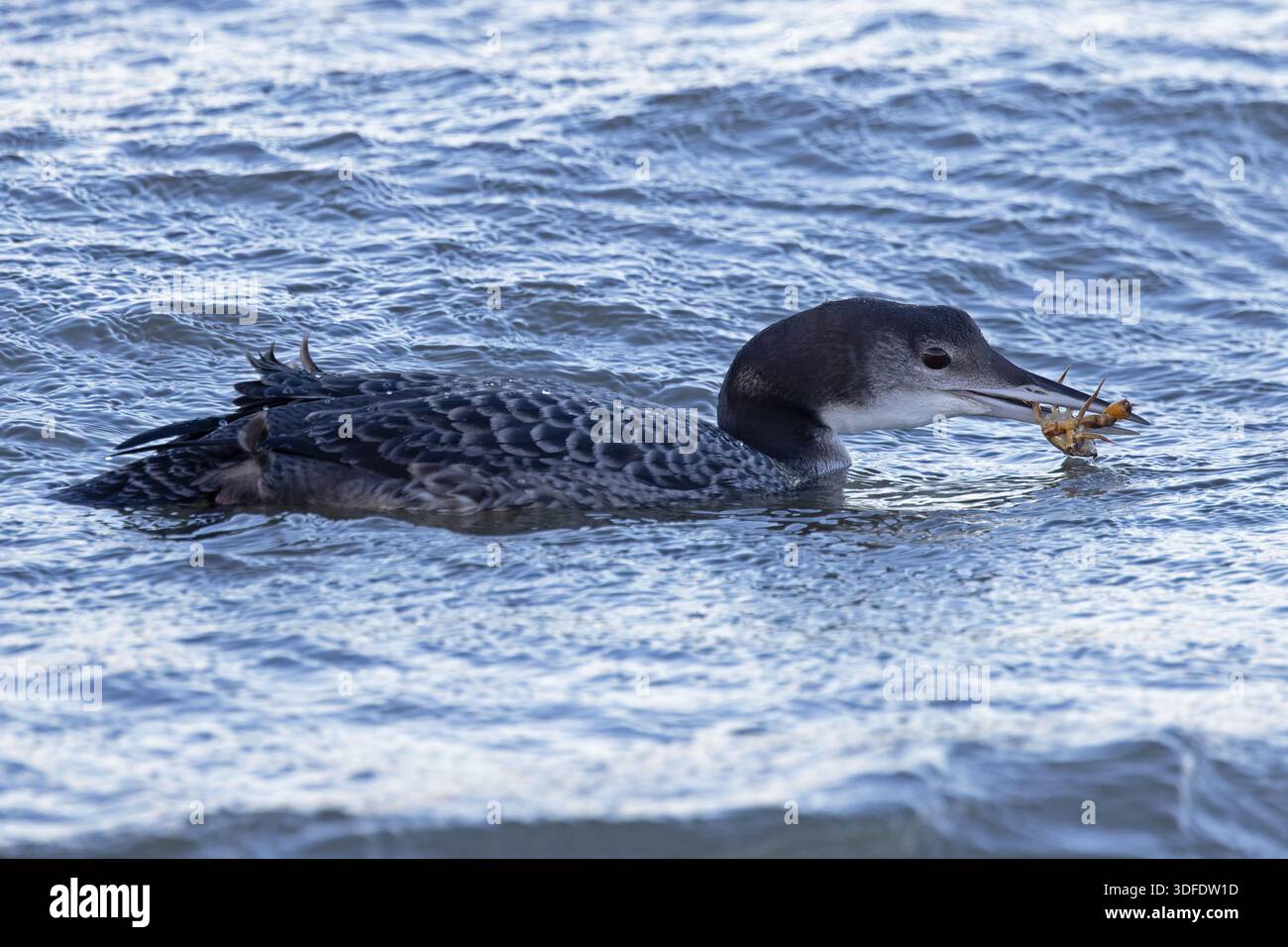 Great Northern Diver (Gavia imme) juvenile fishing for Common Shore ...