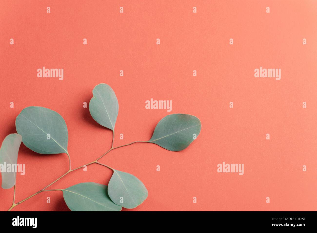 Green eucalyptus branch with round leaves on coral background. Top view ...