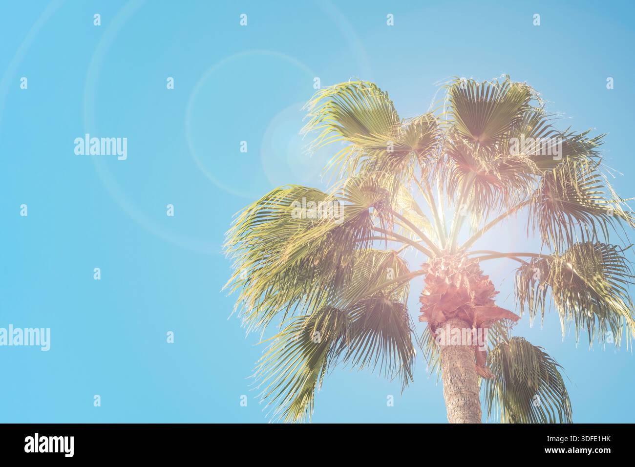 Palm tree with sun flare against blue sky. Tropical summer background ...