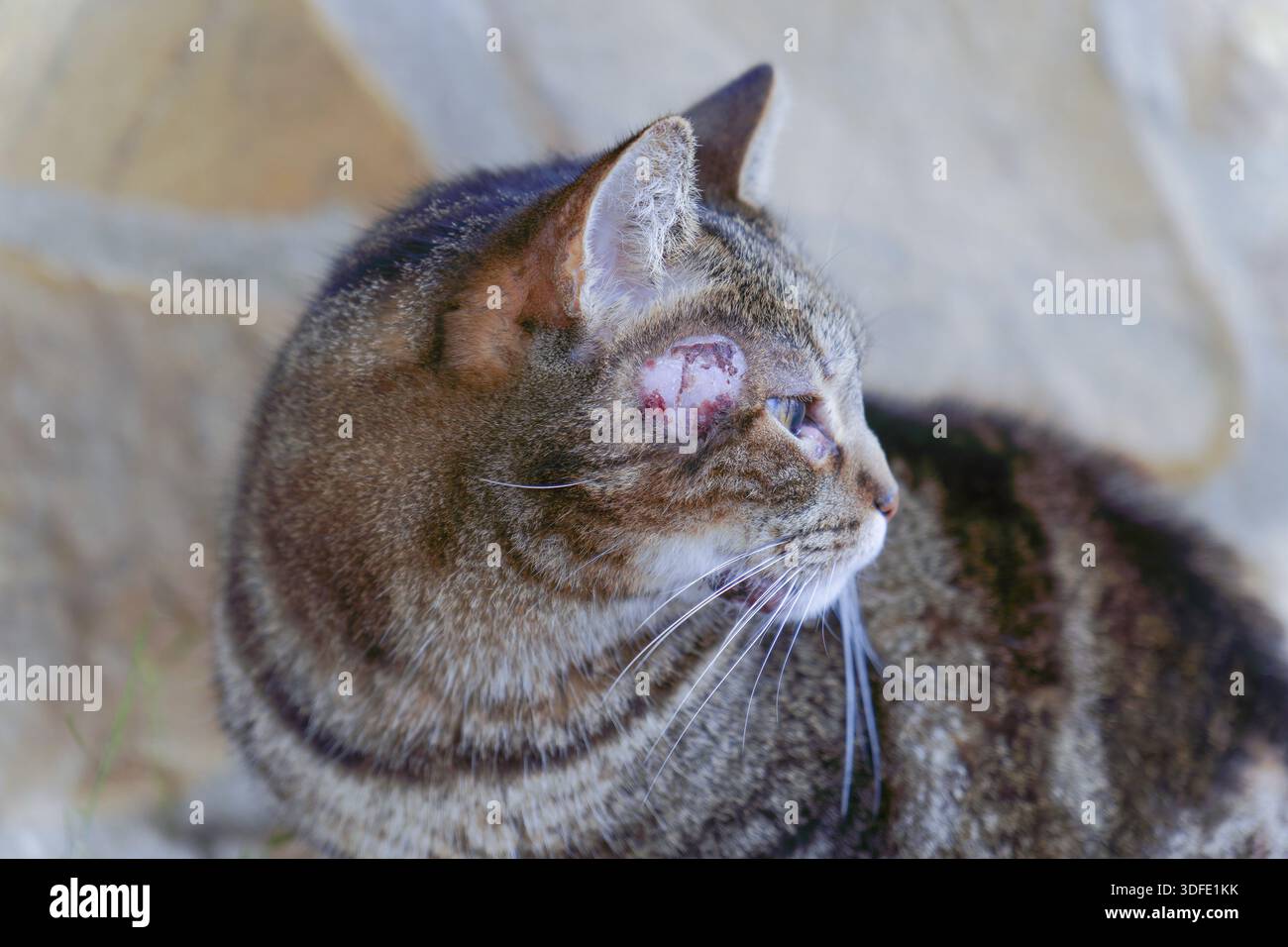 Tabby cat with an apparent skin lesion and hair loss above its eye ...