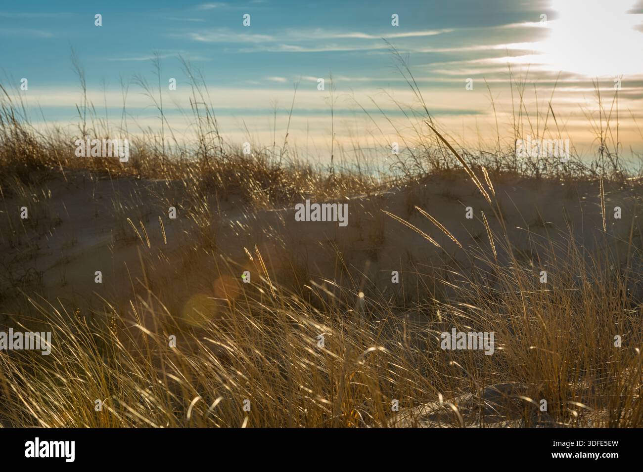 Dune grass thrives on a sandy dune along the Lake Michigan shoreline ...