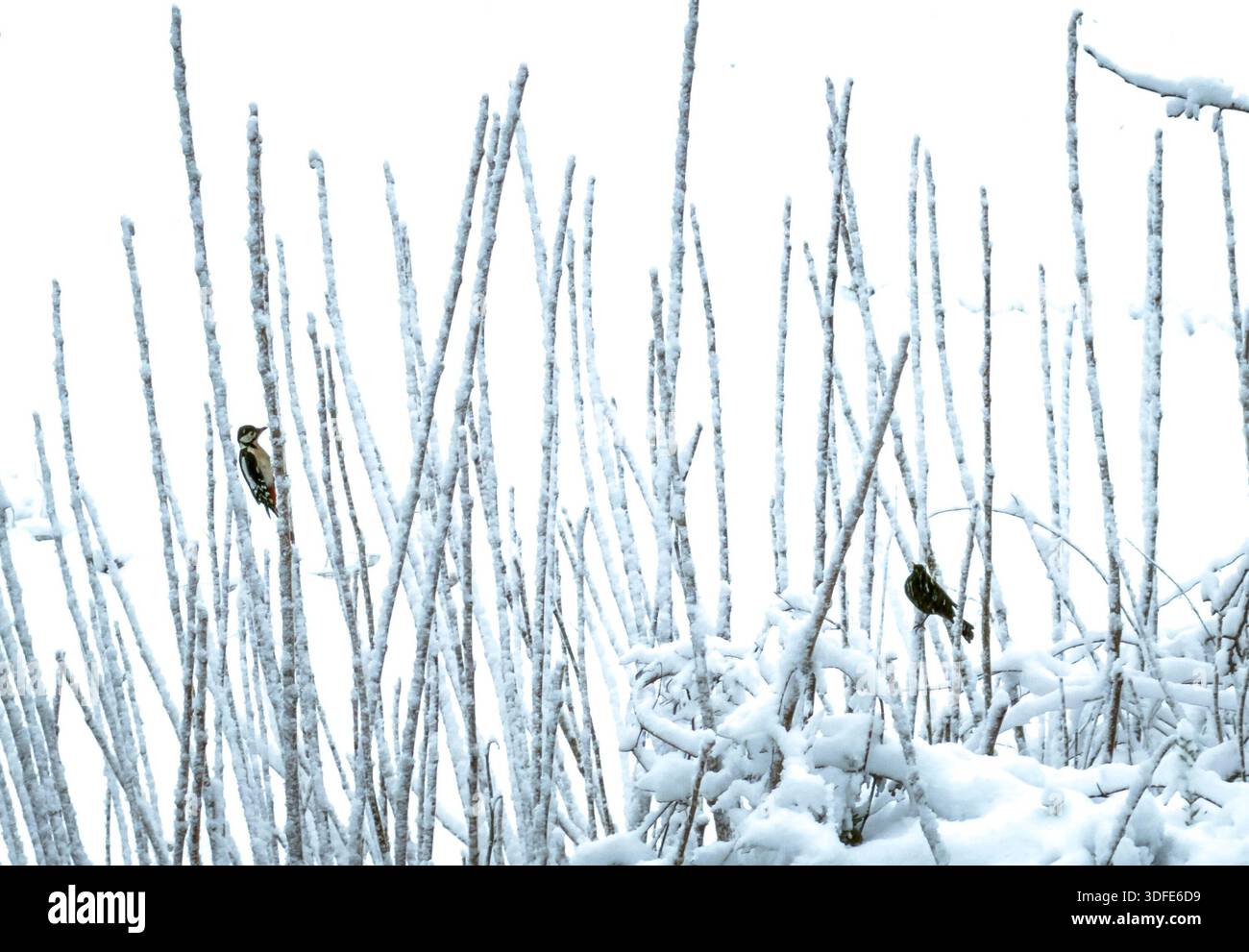 Lindenfels, Germany. 11th Jan, 2026. A blue-tinted winter scene shows a ...