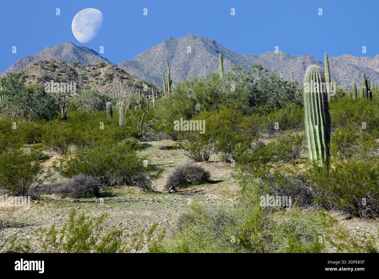 The Vast Sonora desert with moon rising over San Tan mountains in ...