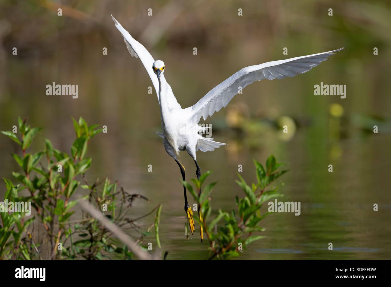 Snowy Egret (Egretta thula). March in Everglades National Park, Florida ...