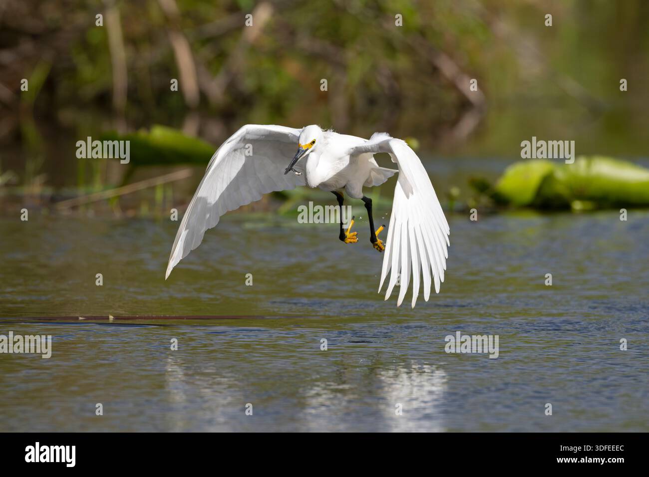 Snowy Egret (Egretta thula). March in Everglades National Park, Florida ...