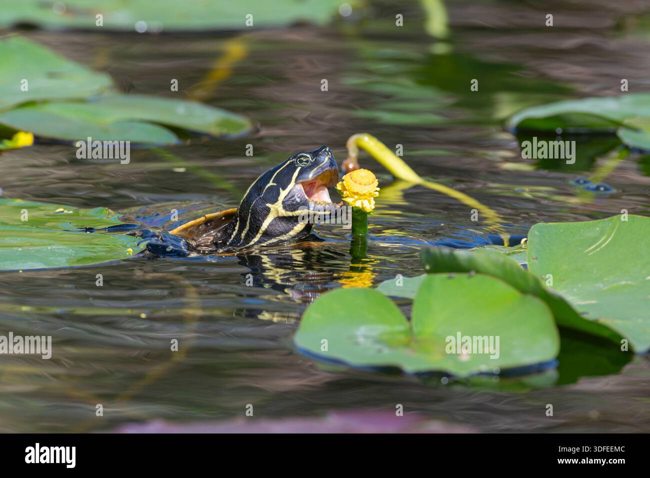 Florida Red-bellied Cooter or Florida Redbelly Turtle (Pseudemys ...
