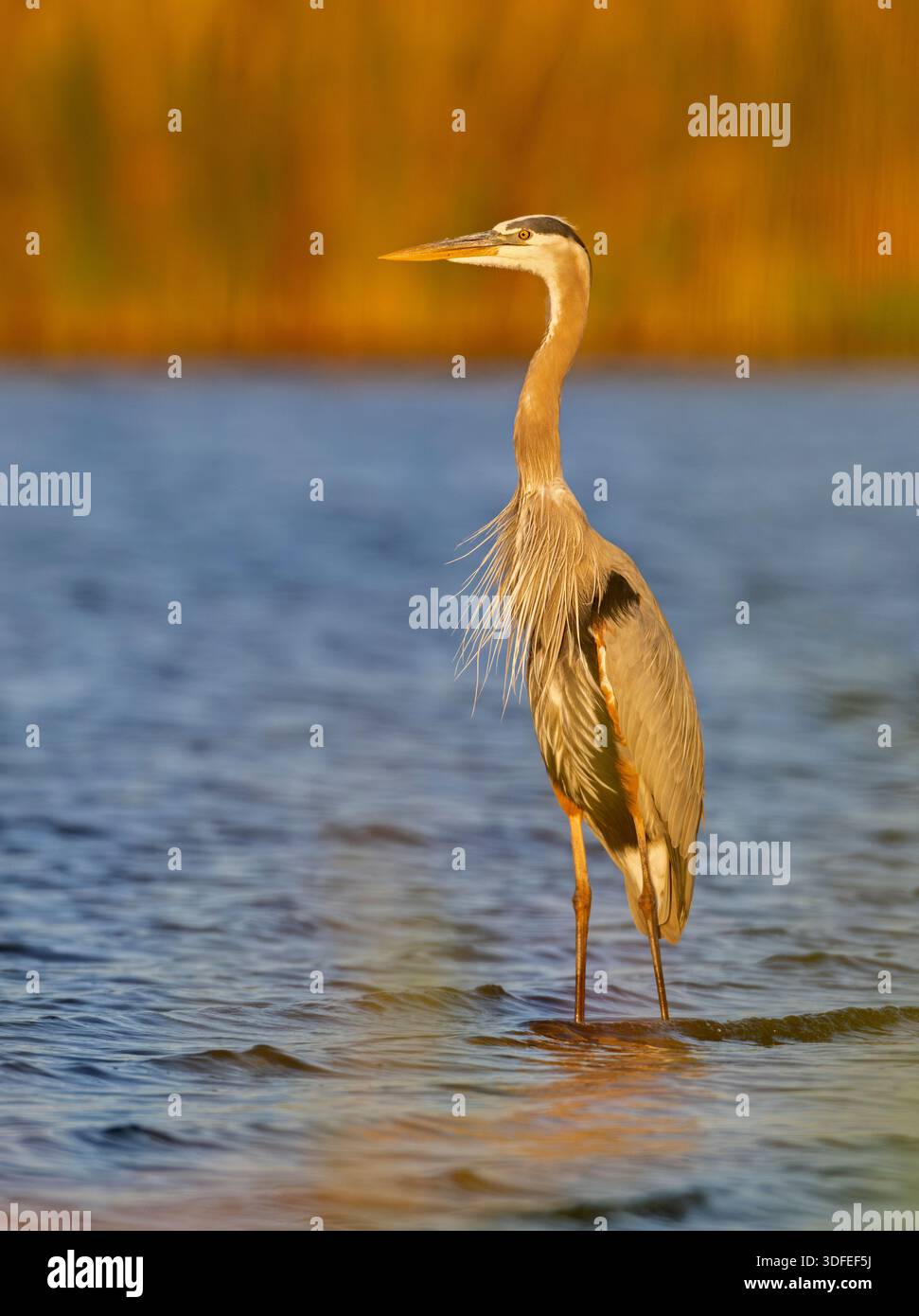 A Great Blue Heron (Ardea herodias) fishing at sunset. March in Myakka ...
