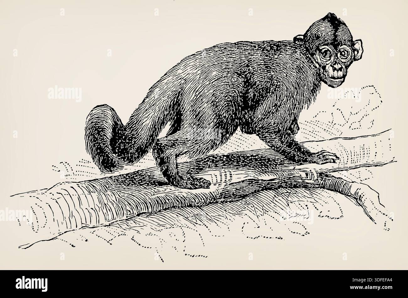 The Colombian white-faced capuchin (Cebus capucinus). Antique stylized ...