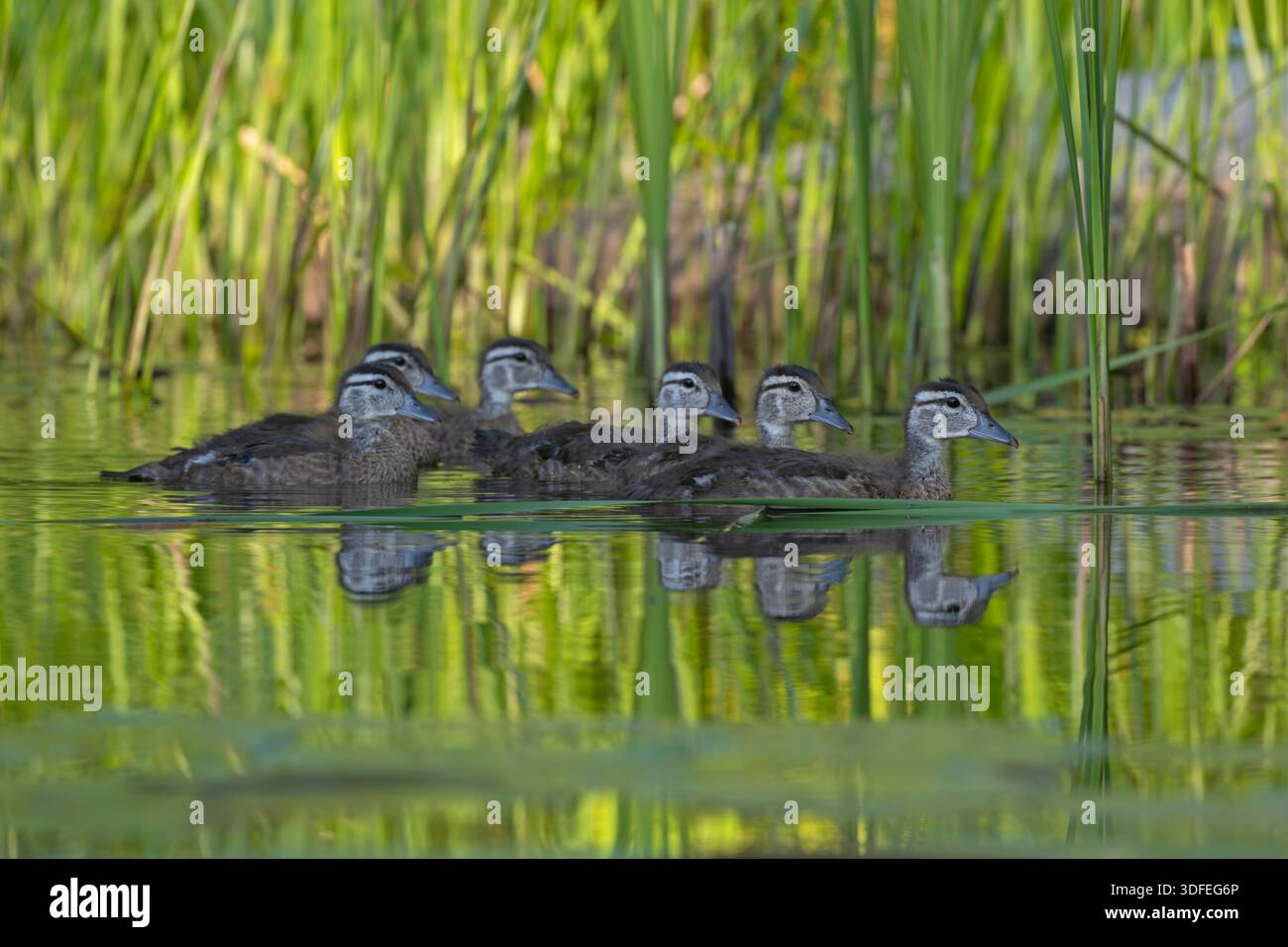 Wood Duck (Aix sponsa) ducklings. June in Acadia National Park, Maine ...
