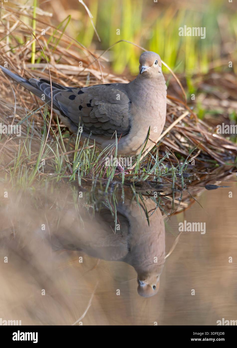 Mourning Dove (Zenaida macroura). Early spring in Acadia National Park ...