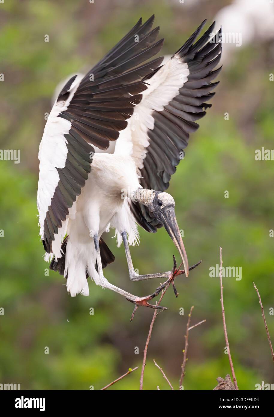 Wood Stork (Mycteria americana). Rookery at Wakodahatchee Wetlands ...
