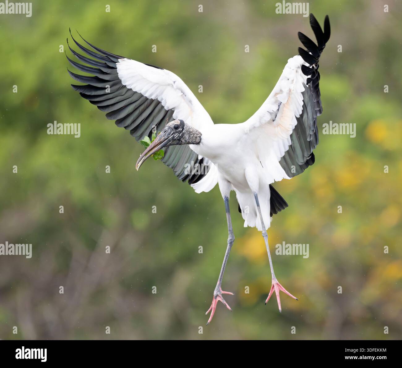 Wood Stork (Mycteria americana). Rookery at Wakodahatchee Wetlands ...