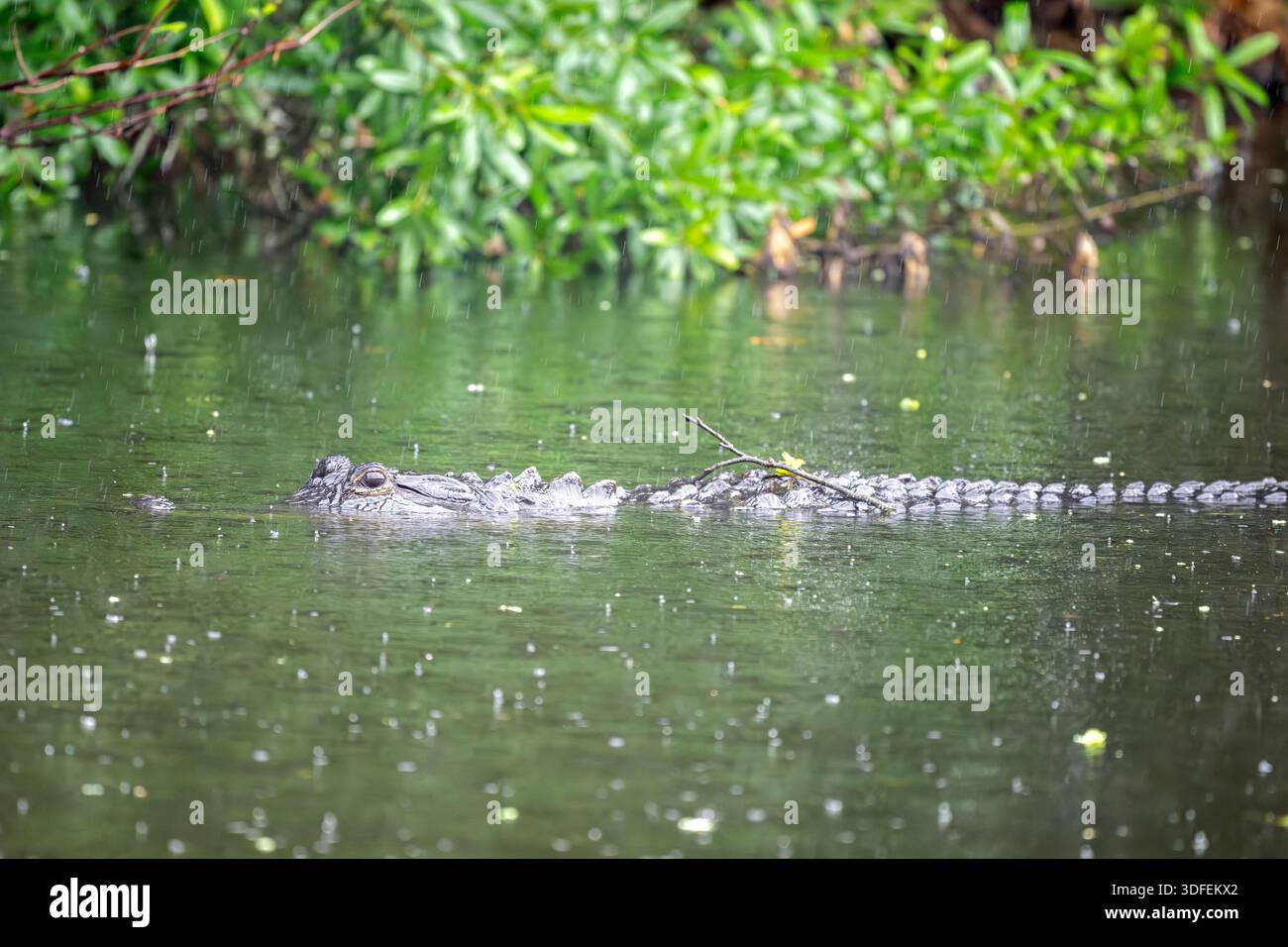American alligator (A. mississippiensis) in a heavy rainfall. March in ...