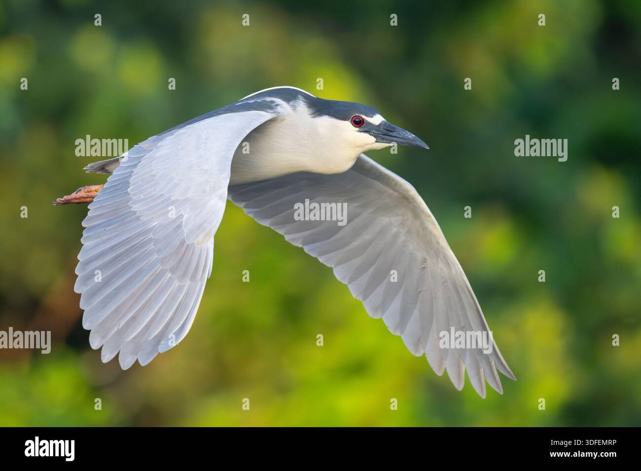 Black-crowned Night Heron (Nycticorax nycticorax). March at the Audubon ...