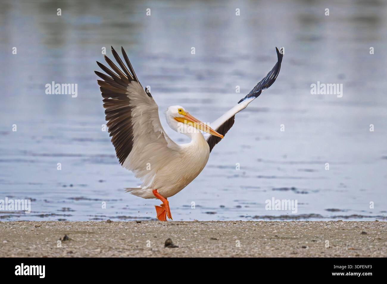 White Pelican (Pelecanus erythrorhynchos). March in Ding Darling ...