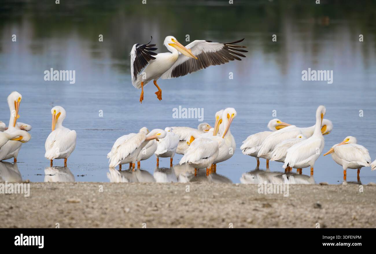 White Pelican (Pelecanus erythrorhynchos). March in Ding Darling ...