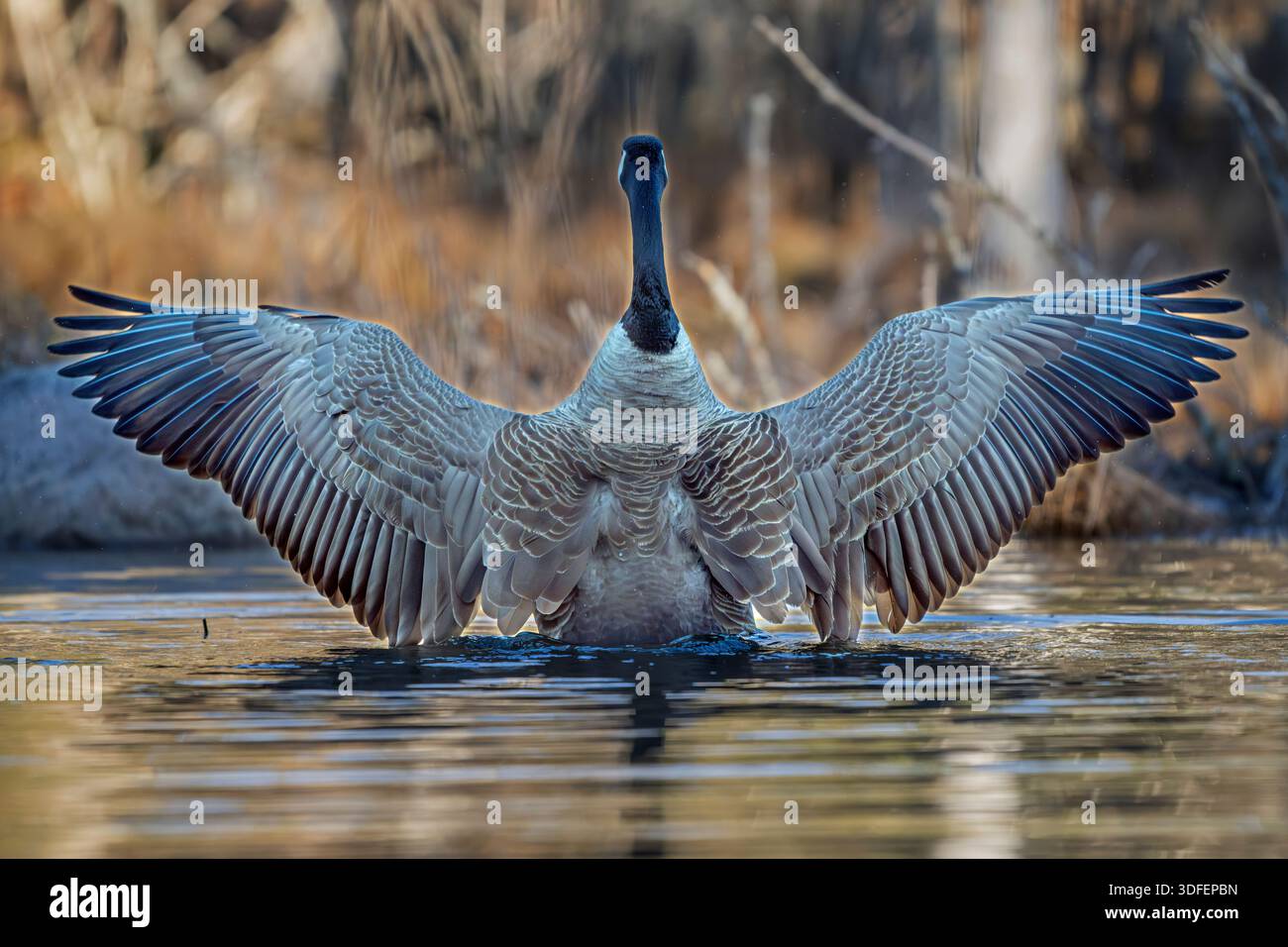Canada Goose (Branta canadensis). April in Acadia National Park, Maine ...