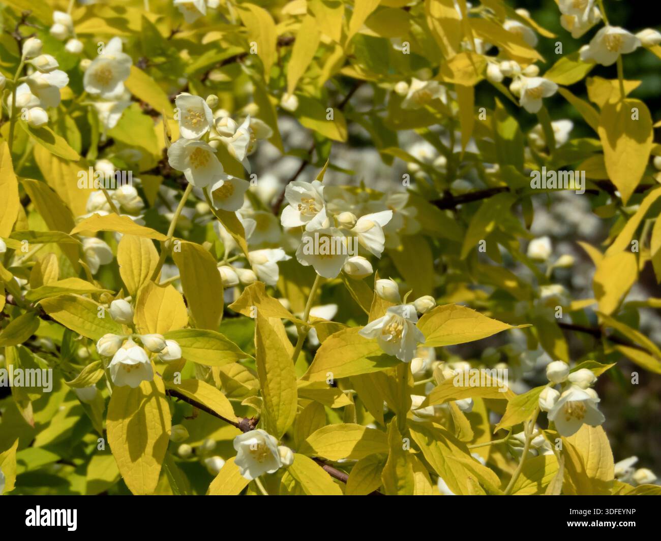 Philadelphus mock orange pruning hi-res stock photography and images ...