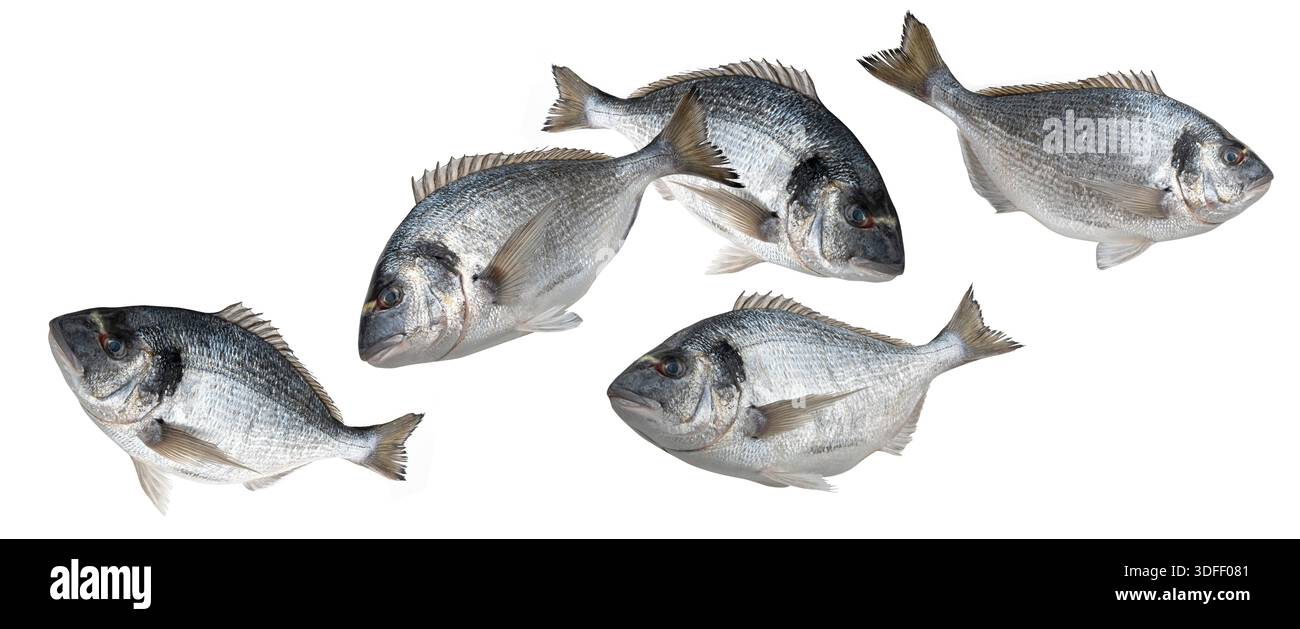 Raw dorado, school of Dorado fish isolated on white background with ...