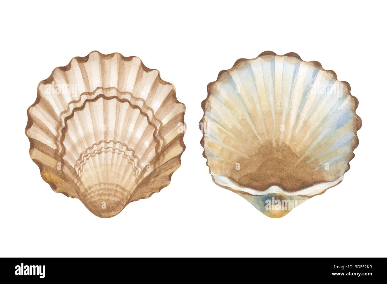 A set of two seashells from different angles. Watercolor illustration ...