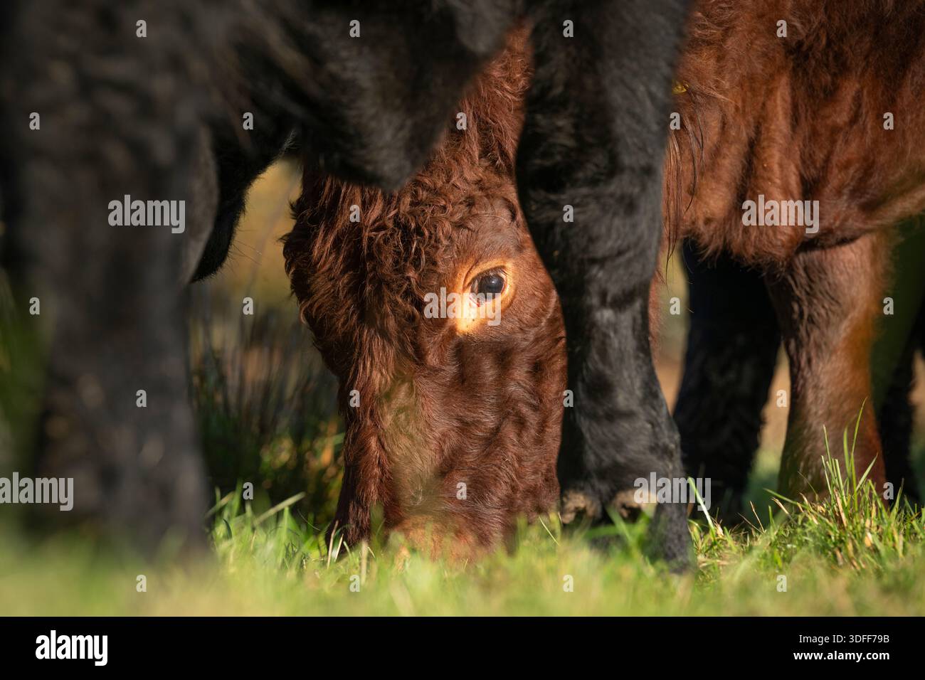 Devon red ruby polled bullock portrait between legs of black breed ...