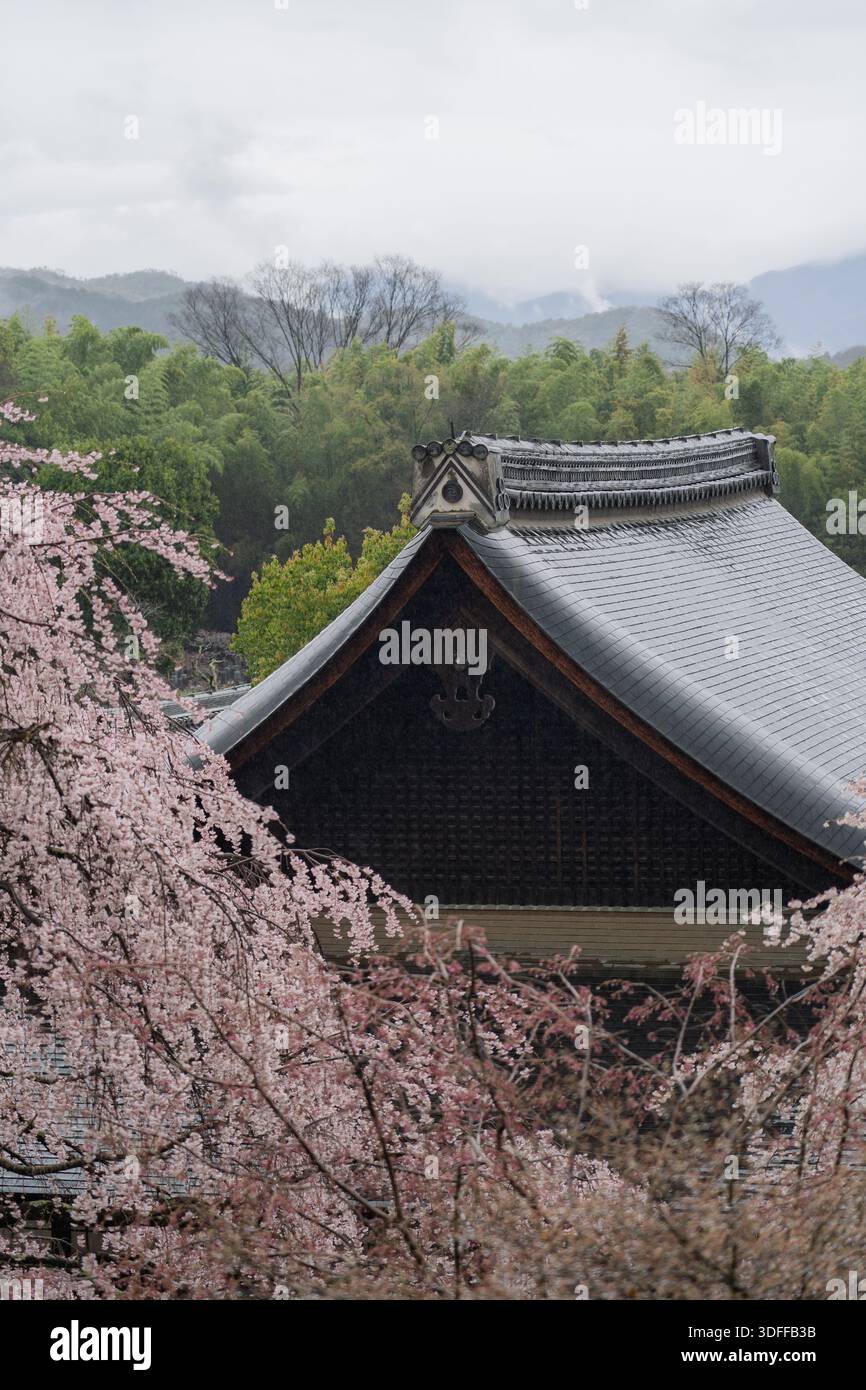 View of ancient roof tiles glisten in the soft light, framed by ...