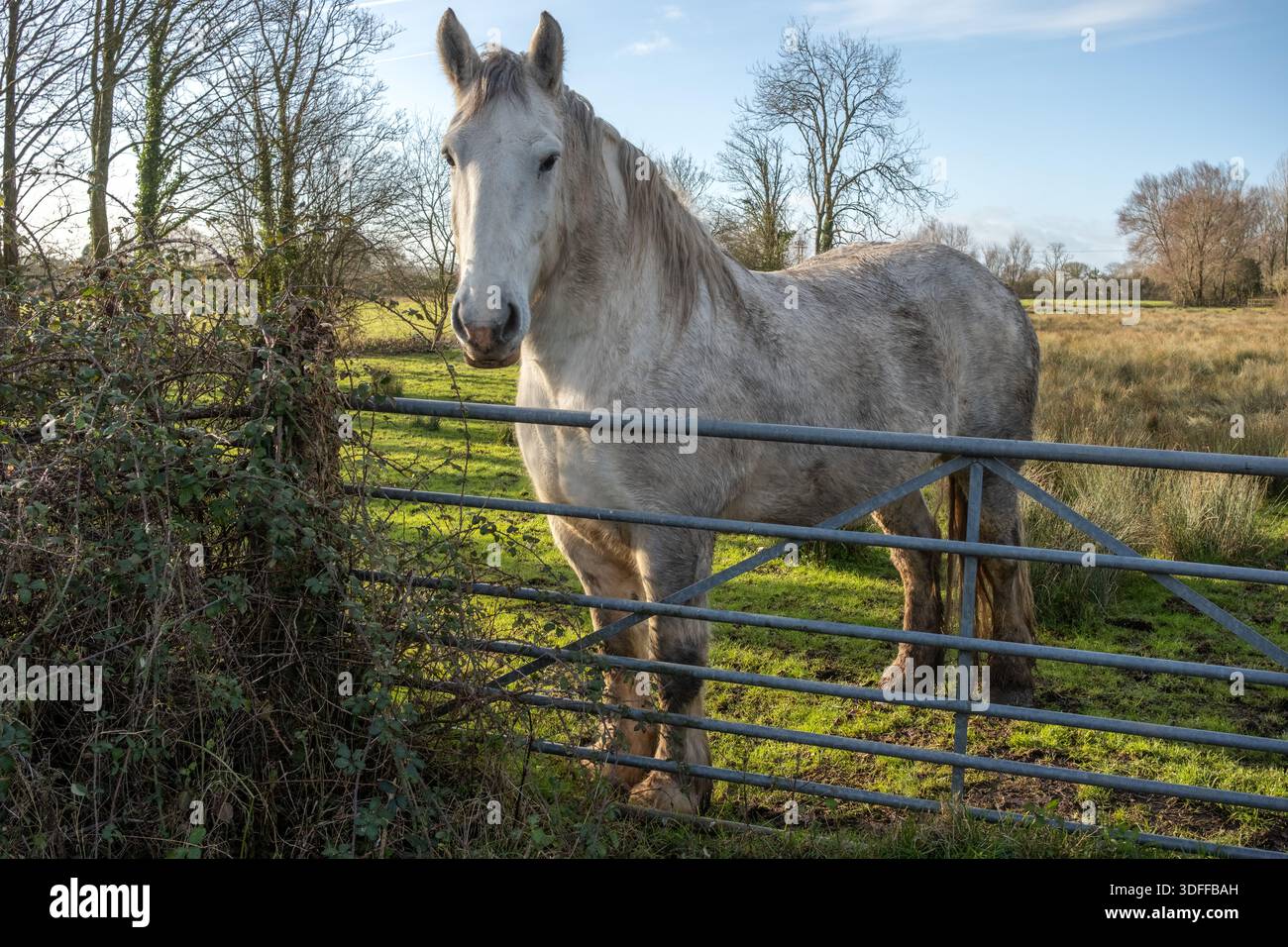 January 2026 - Large white mare by a metal gate Stock Photo - Alamy