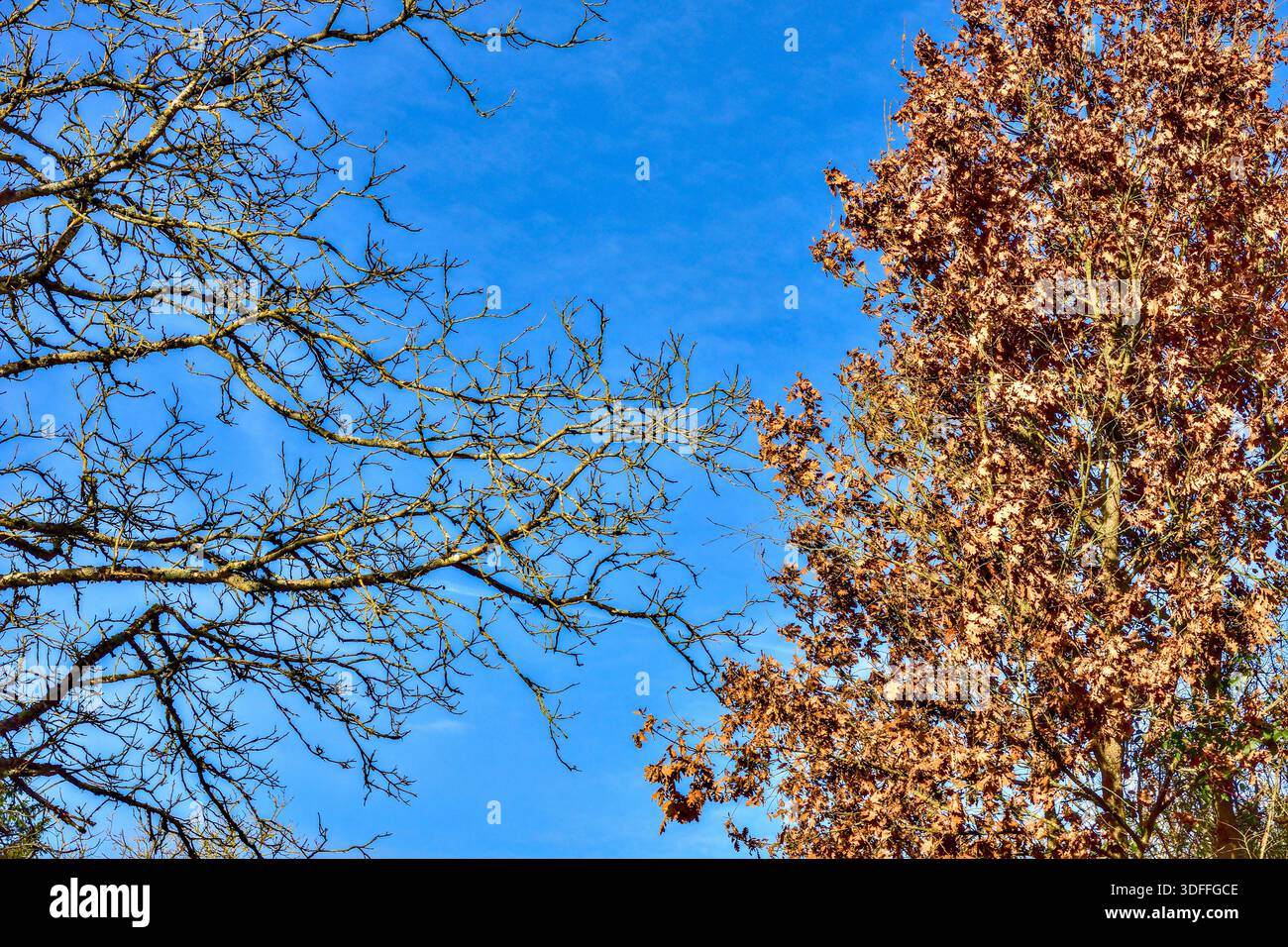 Oak tree retaining dead leaves (Marcescence) in early Spring - central ...