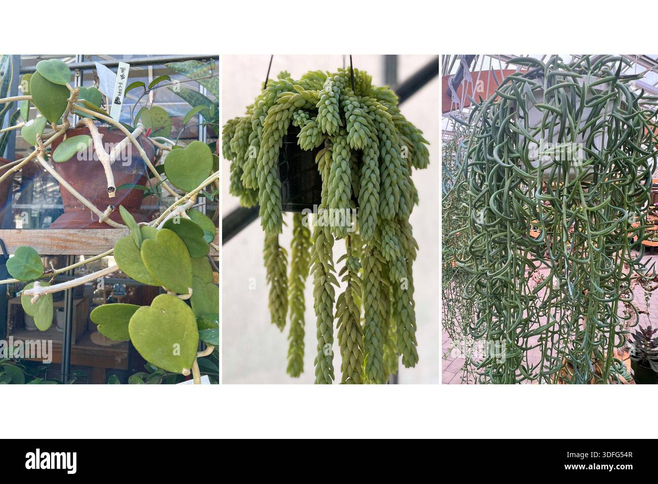 This combination of photos show various succulents, from left, a ...