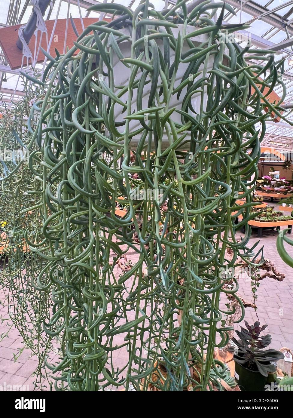 A string of dolphins plant is displayed in Old Westbury, N.Y. on Jan. 2 ...
