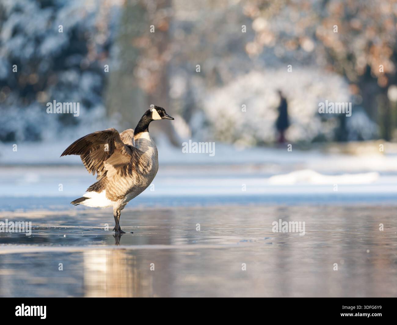 Rock Dove (Columba livia) standing on snowy ground, winter conditions ...