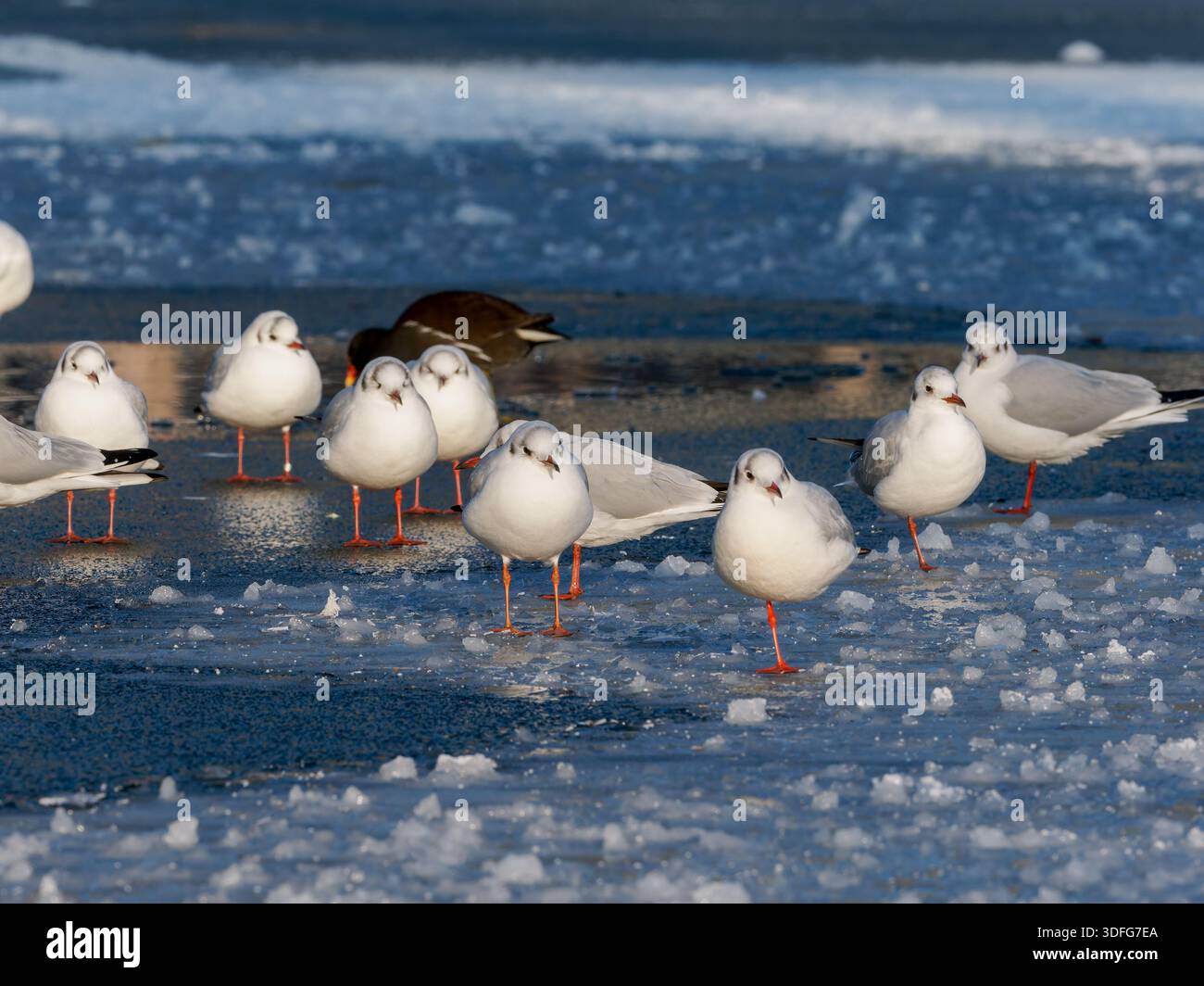 Black-headed Gulls (Chroicocephalus ridibundus) taking off from icy ...
