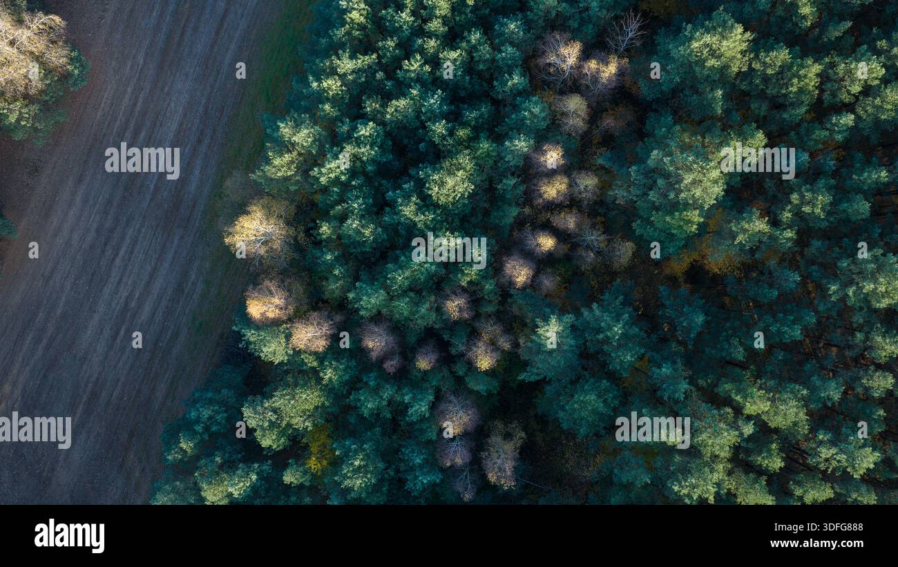 Aerial treetops show teal green conifers and pale leafless trees. A ...