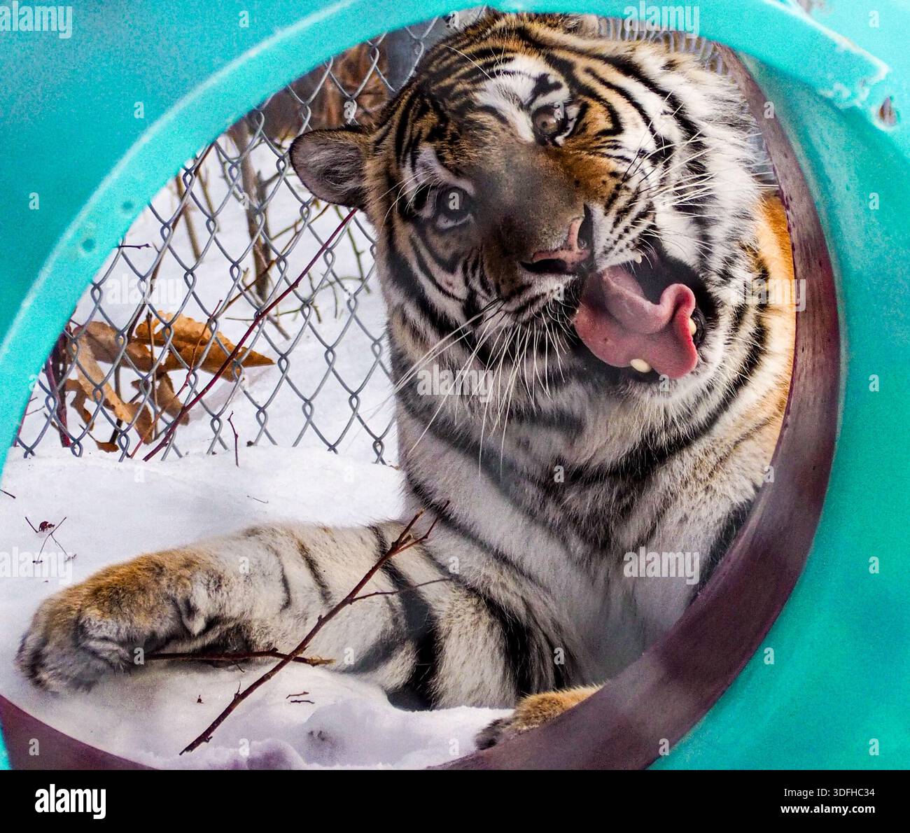 Bengal tiger in enclosure hi-res stock photography and images - Alamy