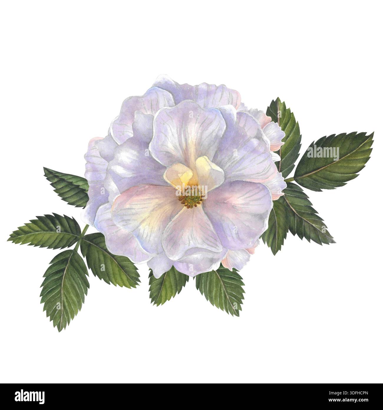 Watercolor illustration of rose hip flower with leaves, isolated ...