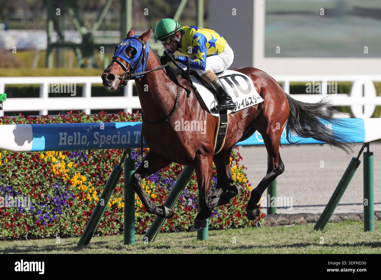 2025/12/27 HANSHIN 04R / 7 / Flame Star / Ryuji Wada Jockey Hanshin Racecourse in Hyogo, Japan ...