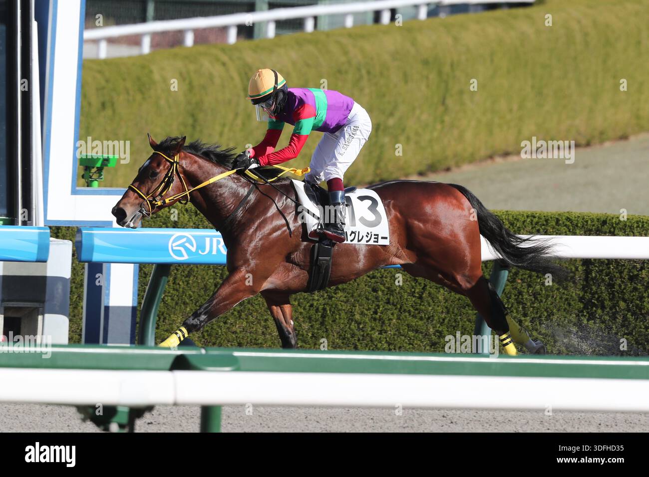2025/12/27 HANSHIN 03R / 1 / Hagure Joe / Katsuma Sameshima Jockey ...