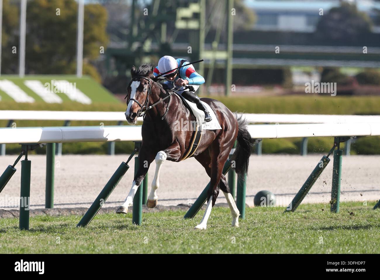 2025/12/28 HANSHIN 03R / 1 / Storm Gale / Seinosuke Yoshimura Jockey ...