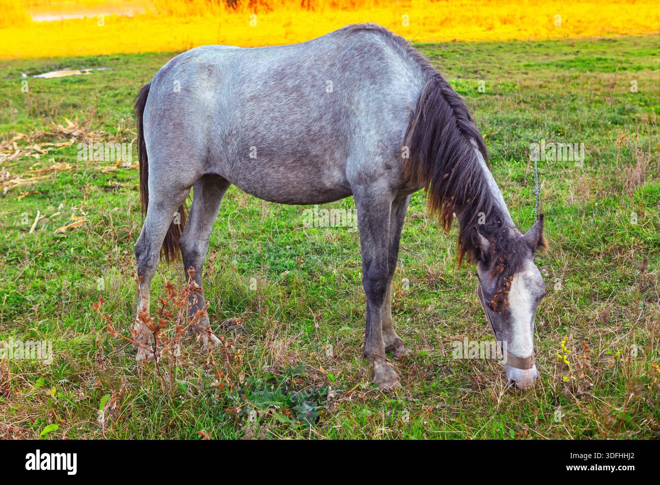Gray horse grazing in green meadow with head lowered, peaceful rural ...