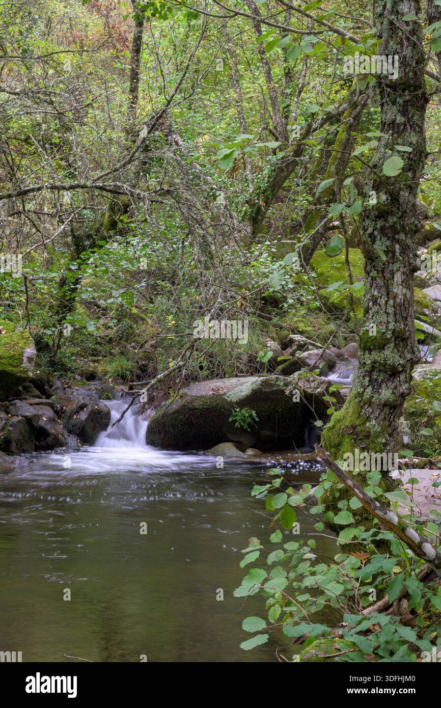 Peaceful forest creek flowing between moss covered rocks and green ...