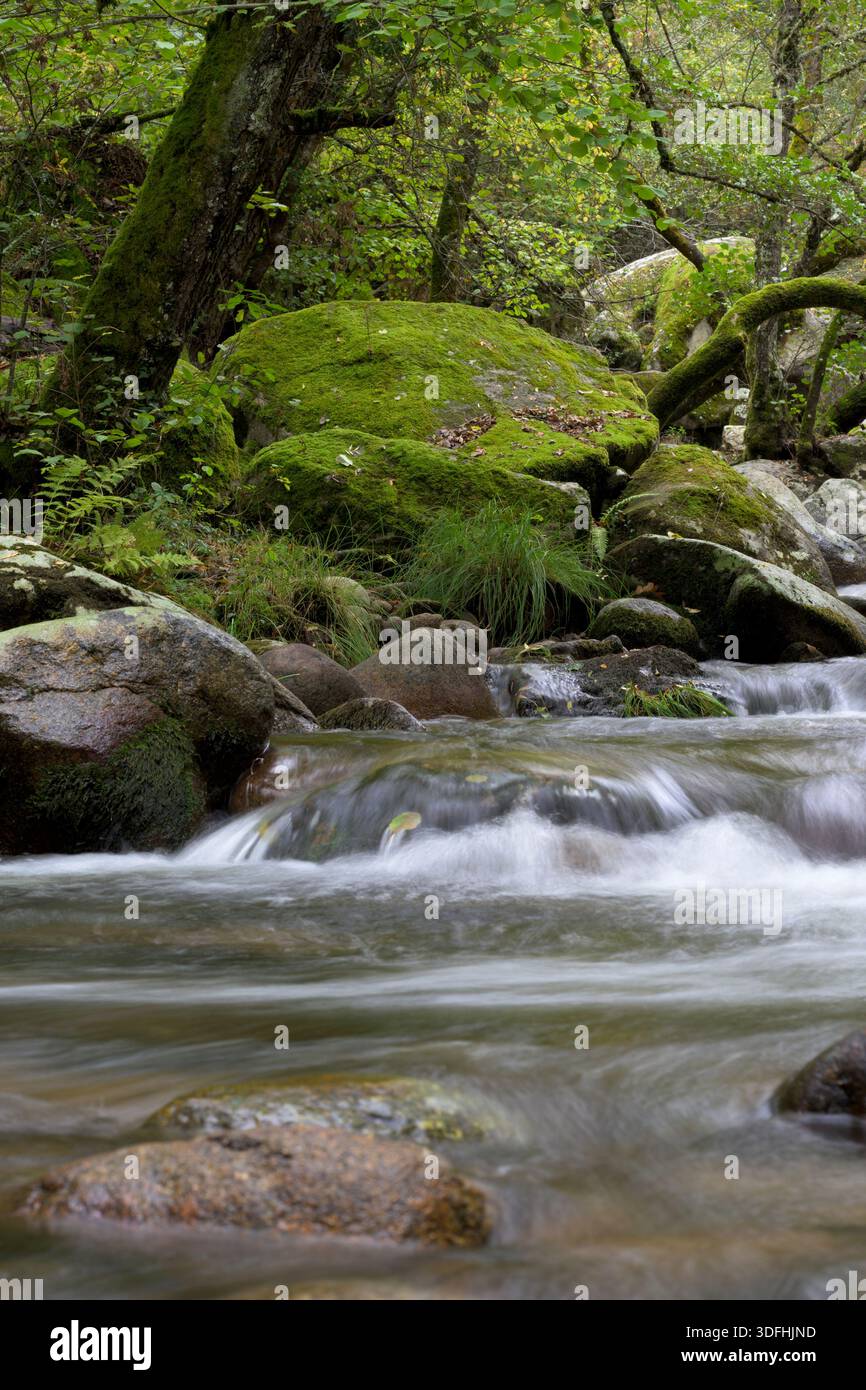 Clear forest stream flowing over mossy rocks with long exposure motion ...