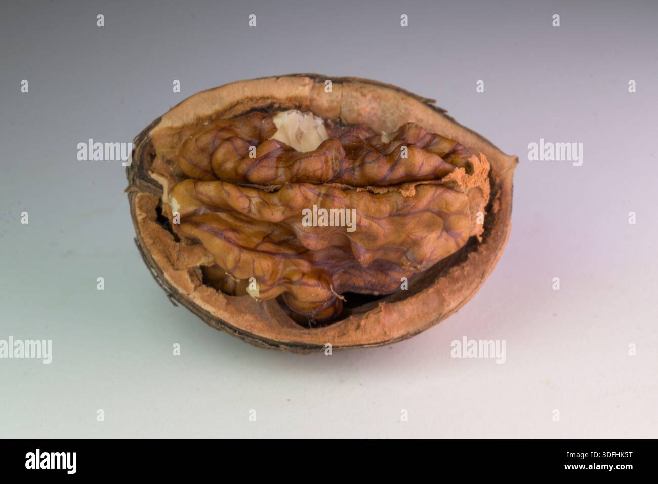 Close up macro view of walnut kernel inside cracked shell isolated on ...