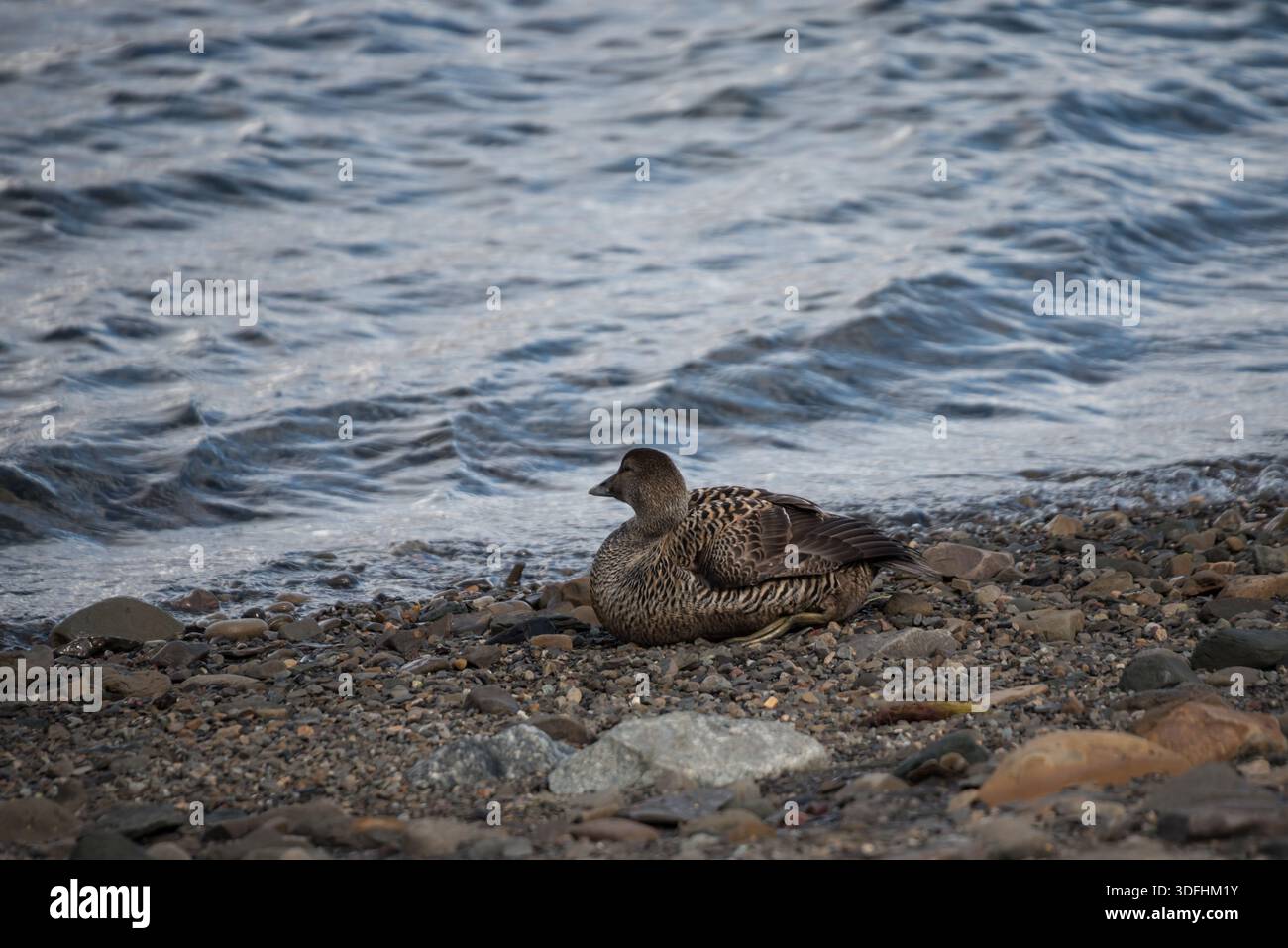 A lone bird on the rocky shore of the arctic sea near Longyearbyen ...