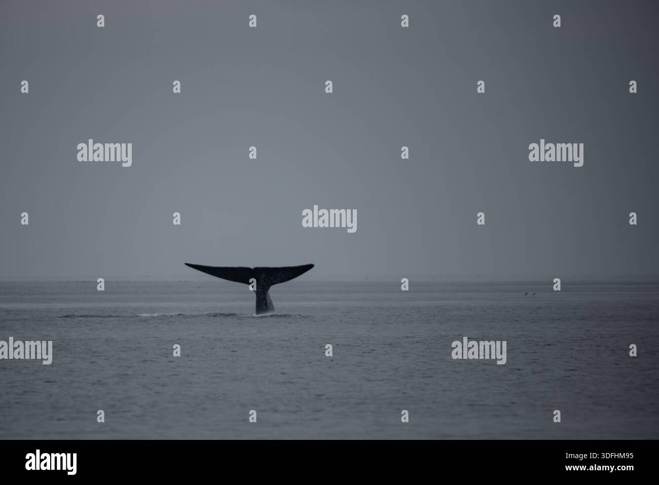 The tail of a diving blue whale in the arctic Isfjorden in Svalbard ...