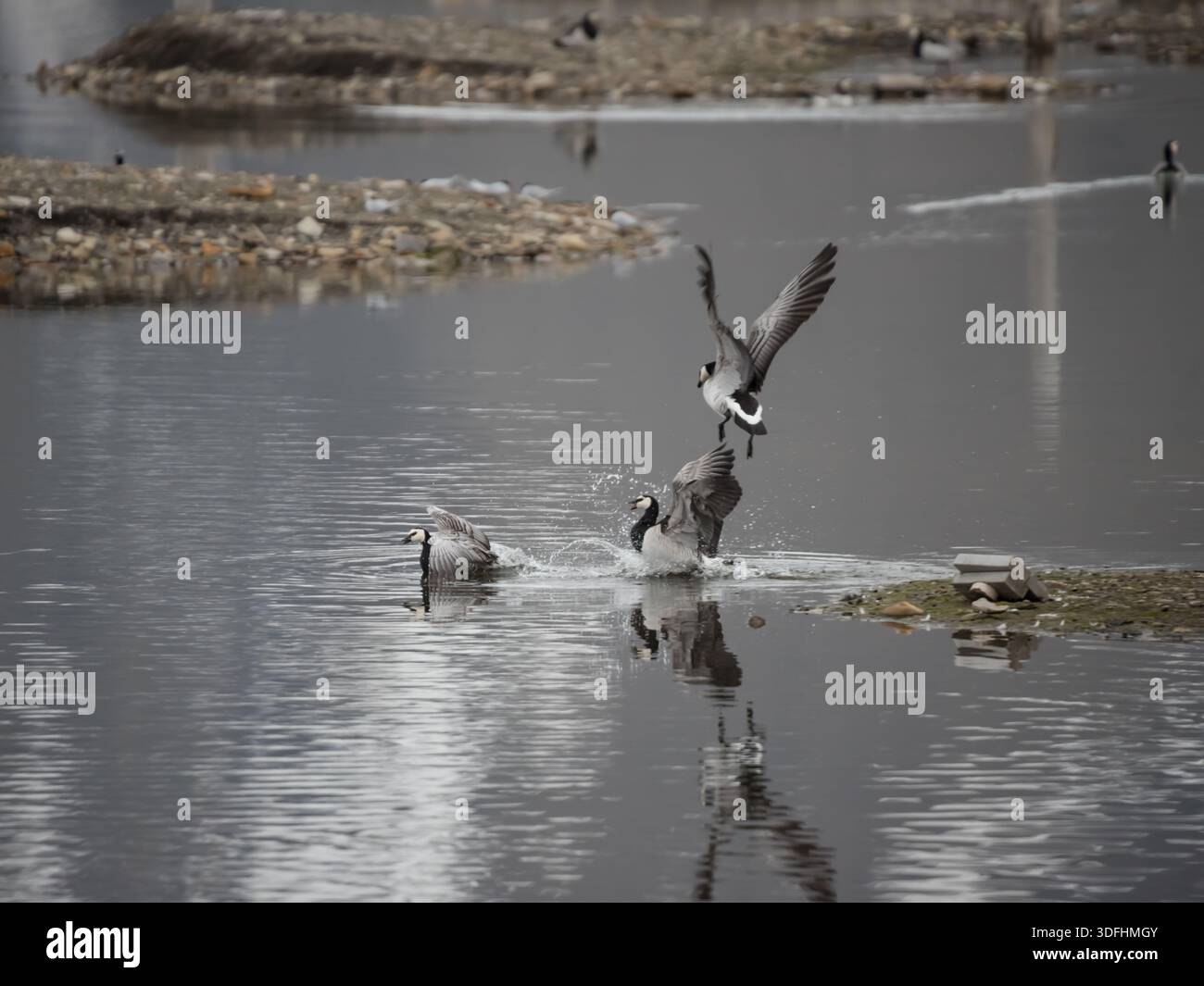 Barnacle geese in shallow water on the rocky shores of arctic sea near ...