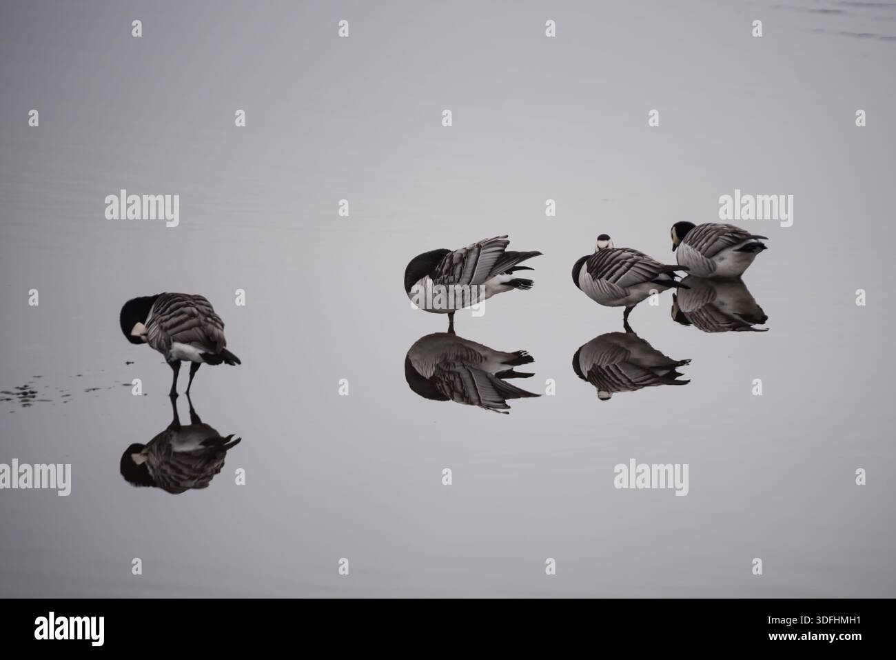 Four barnacle goose in shallow water on the shores of arctic sea near ...