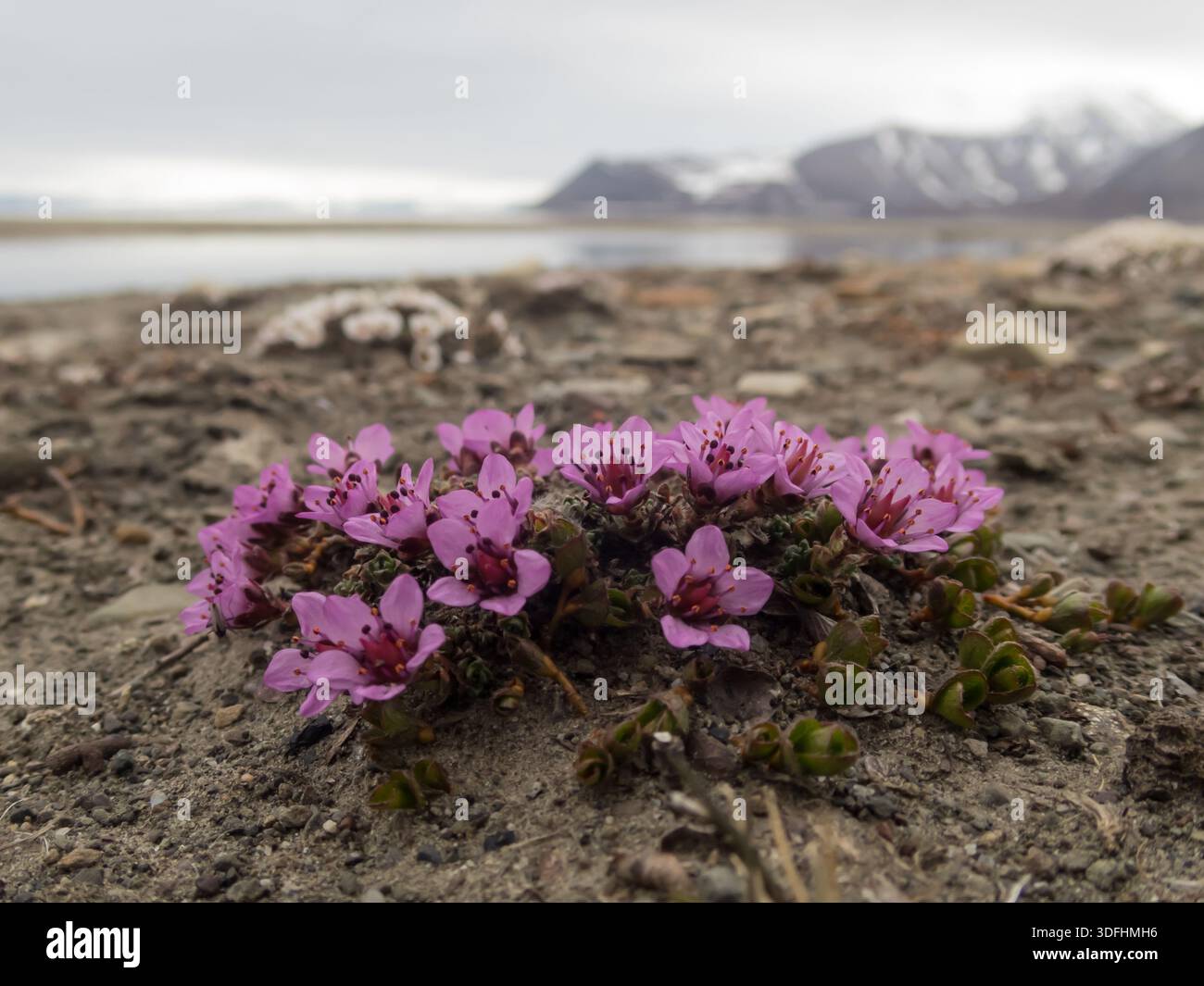 Pink and white flowers on the barren rocky shore of arctic sea with ...
