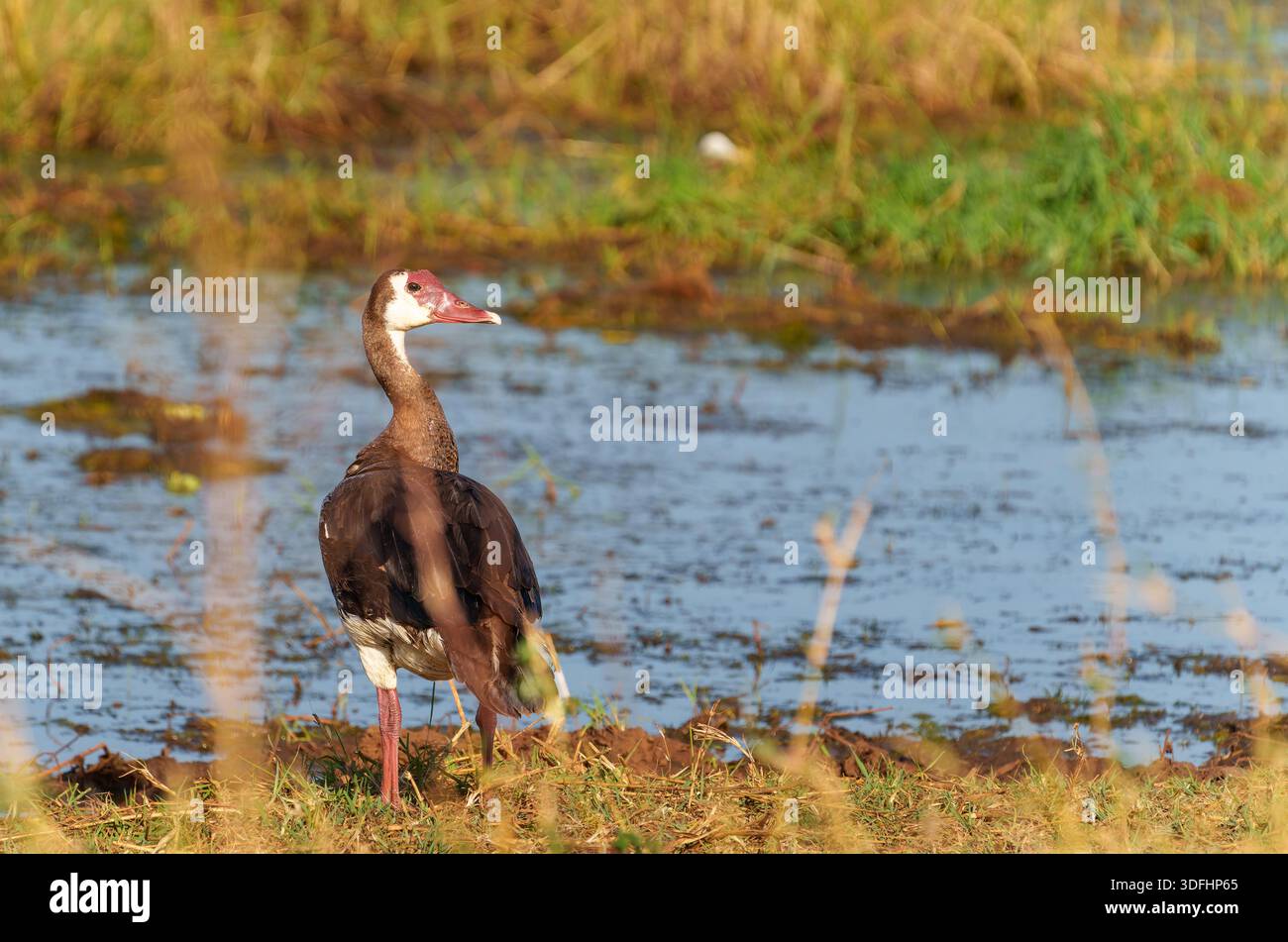 Spur-winged goose (Plectropterus gambensis). standing on edge of ...